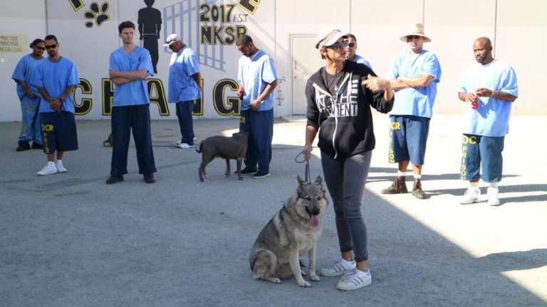 Five Lessons I Learned from Dogs - A Dog's Life with Lia