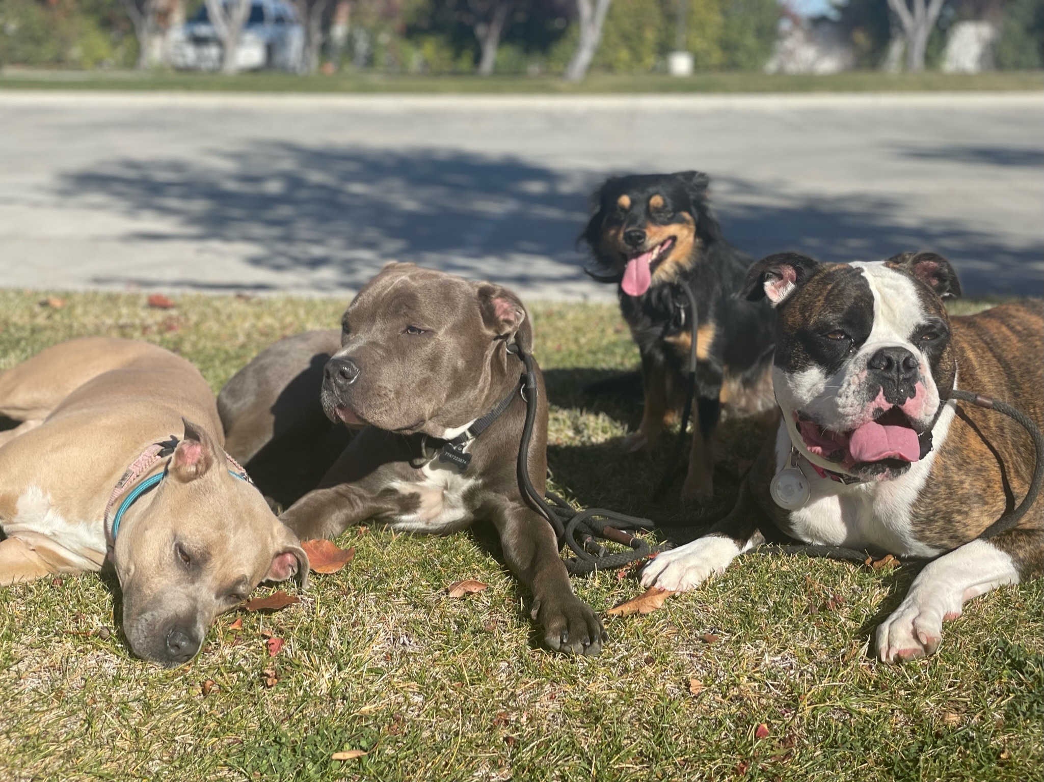 Working with dogs in balance - A Dog's Life with Lia