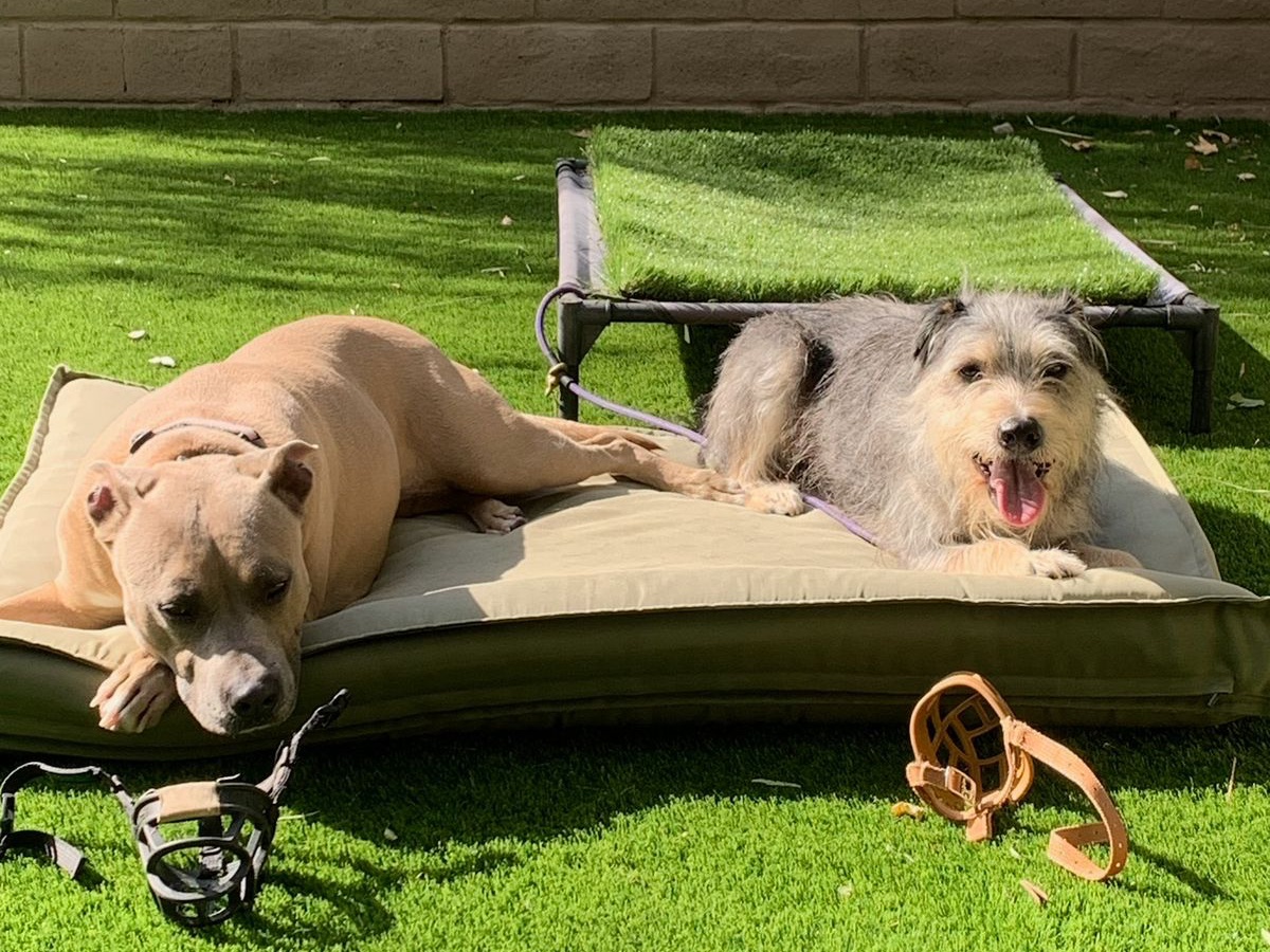 Medicated Dogs: Canine Anxiety and Behavior