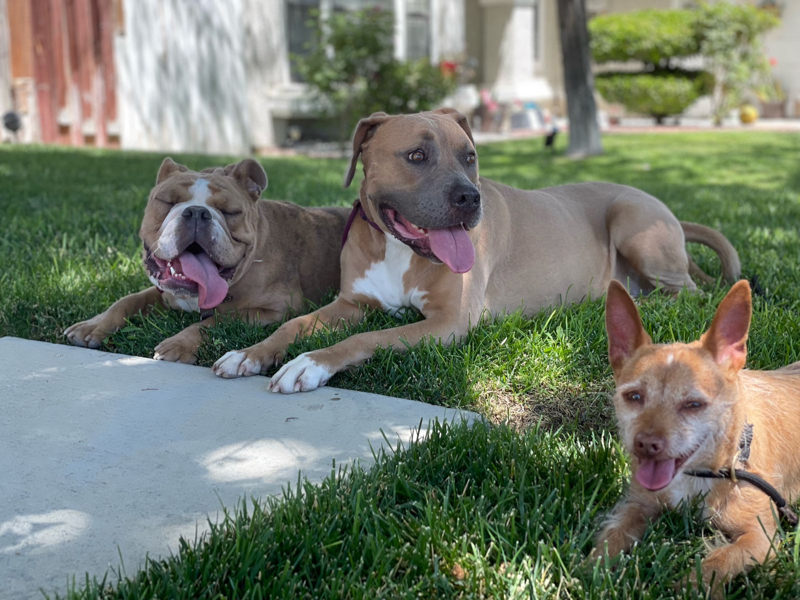 Dogs and Time - A Dog's Life with Lia