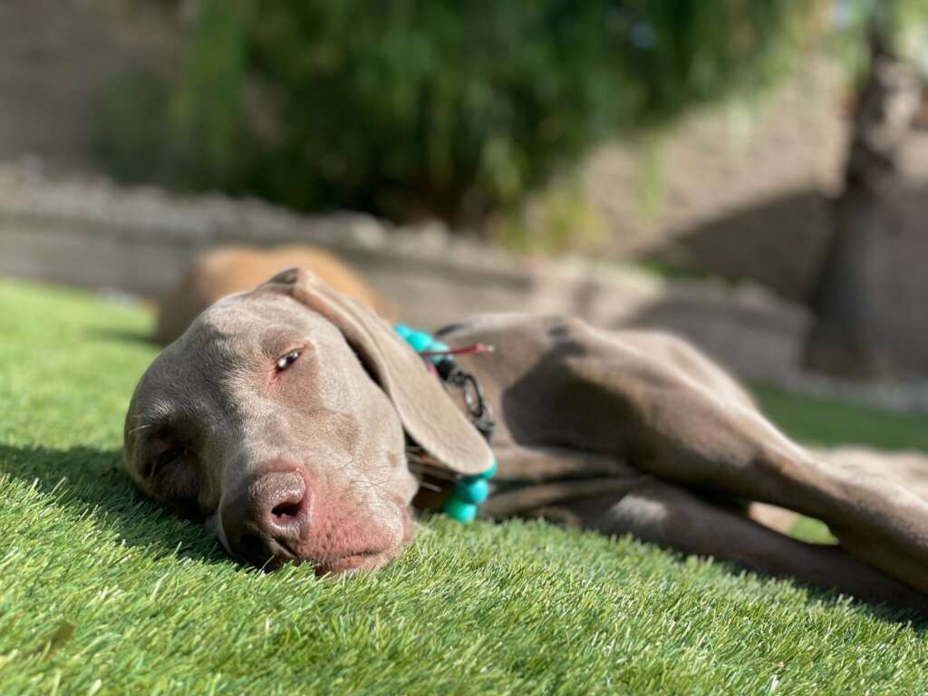 When Excitement Equals Reactivity - A Dog's Life with Lia