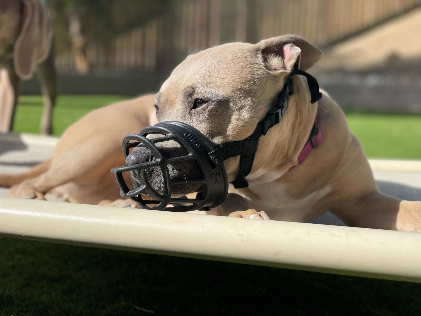 When Excitement Equals Reactivity - A Dog's Life with Lia