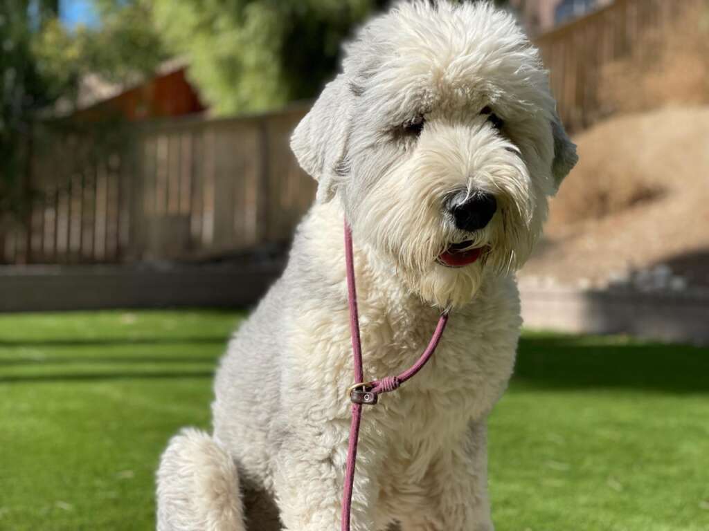 Decoding dog communication tools - A Dog's Life with Lia