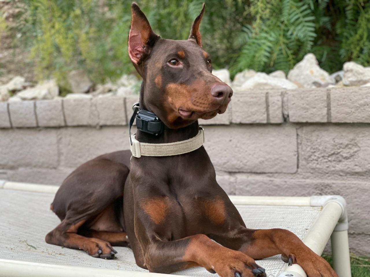 Decoding dog communication tools - A Dog's Life with Lia