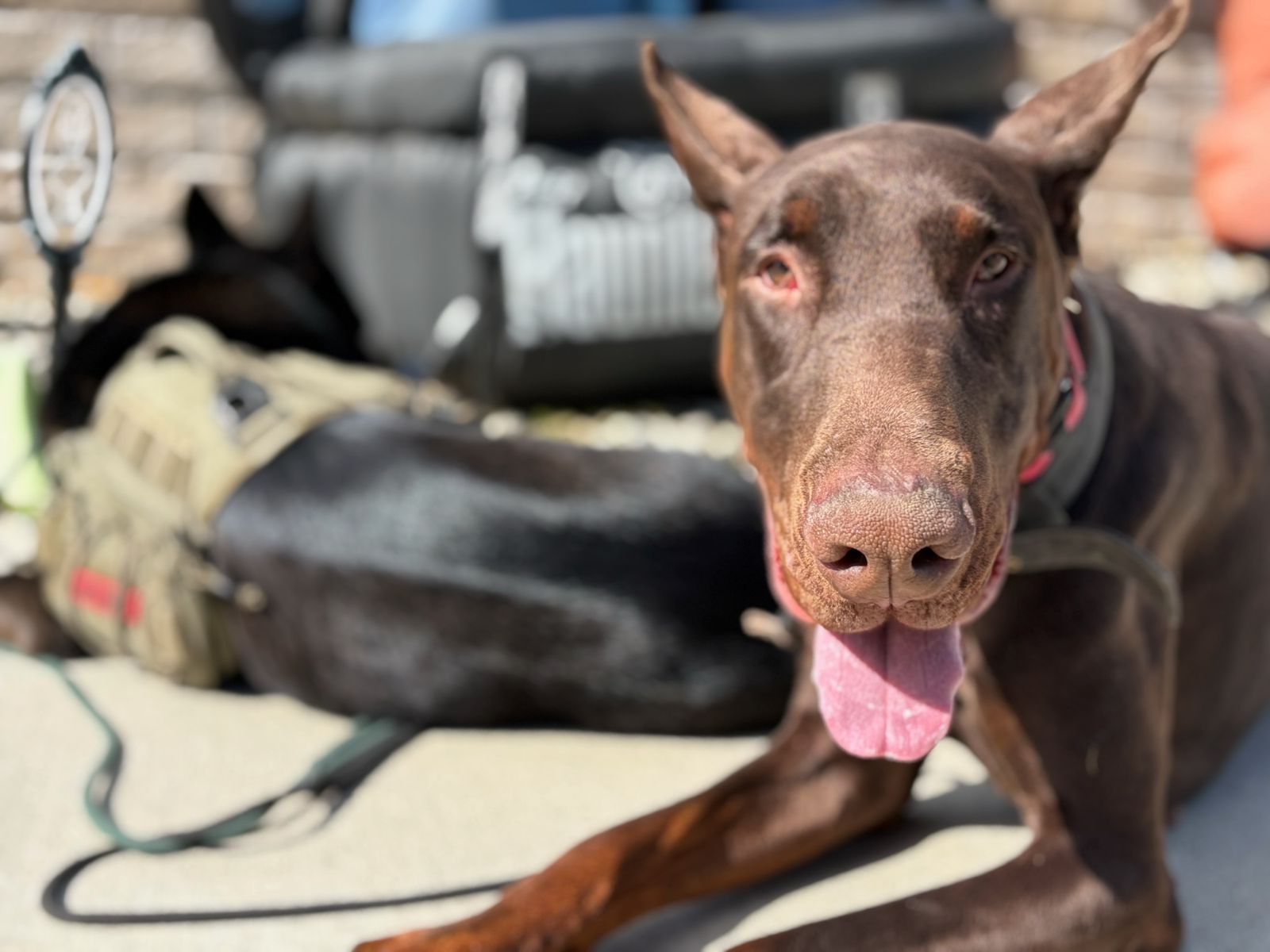 Gunther’s Story - A Dog's Life with Lia